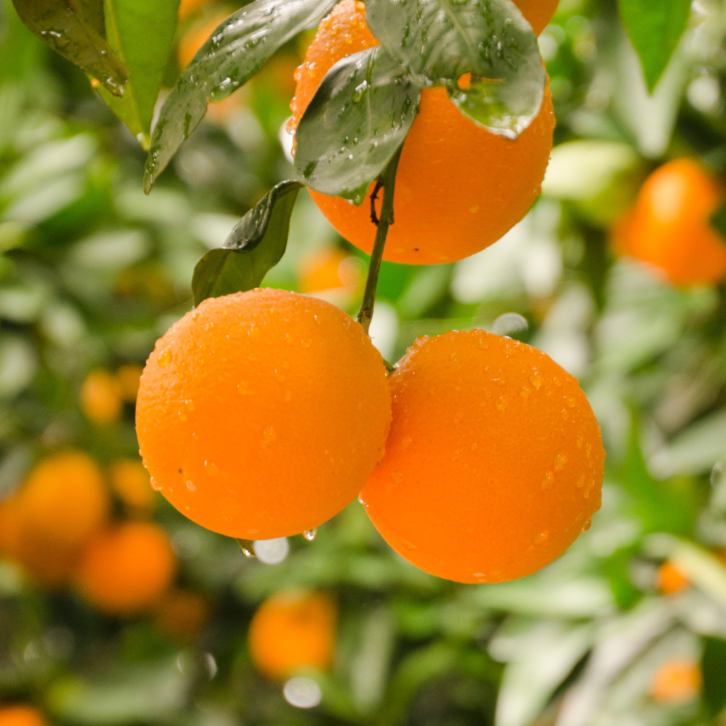Shunhe farm, orange, sweet orange, navel orange, valencia orange ...