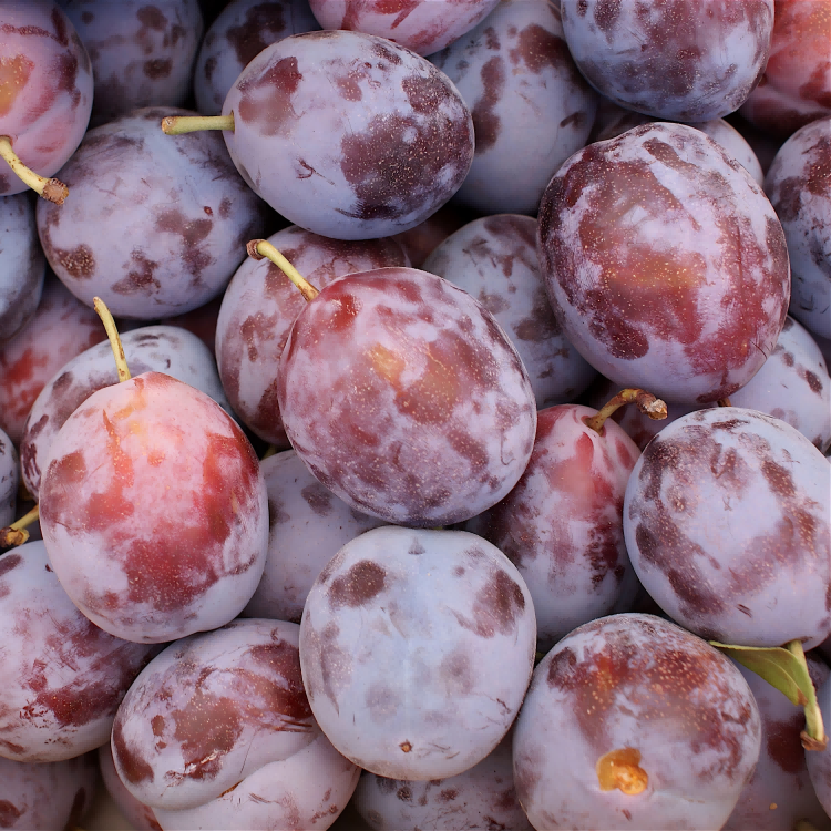sweet sugar plum, candied fruit, typical plum, shunhe fruits, xinjiang ...